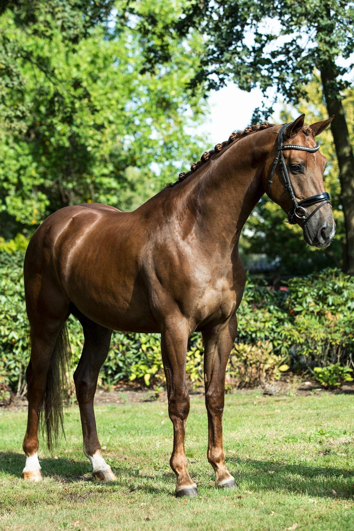 Everdale x vivaldi 2 - RD Horses For Sale