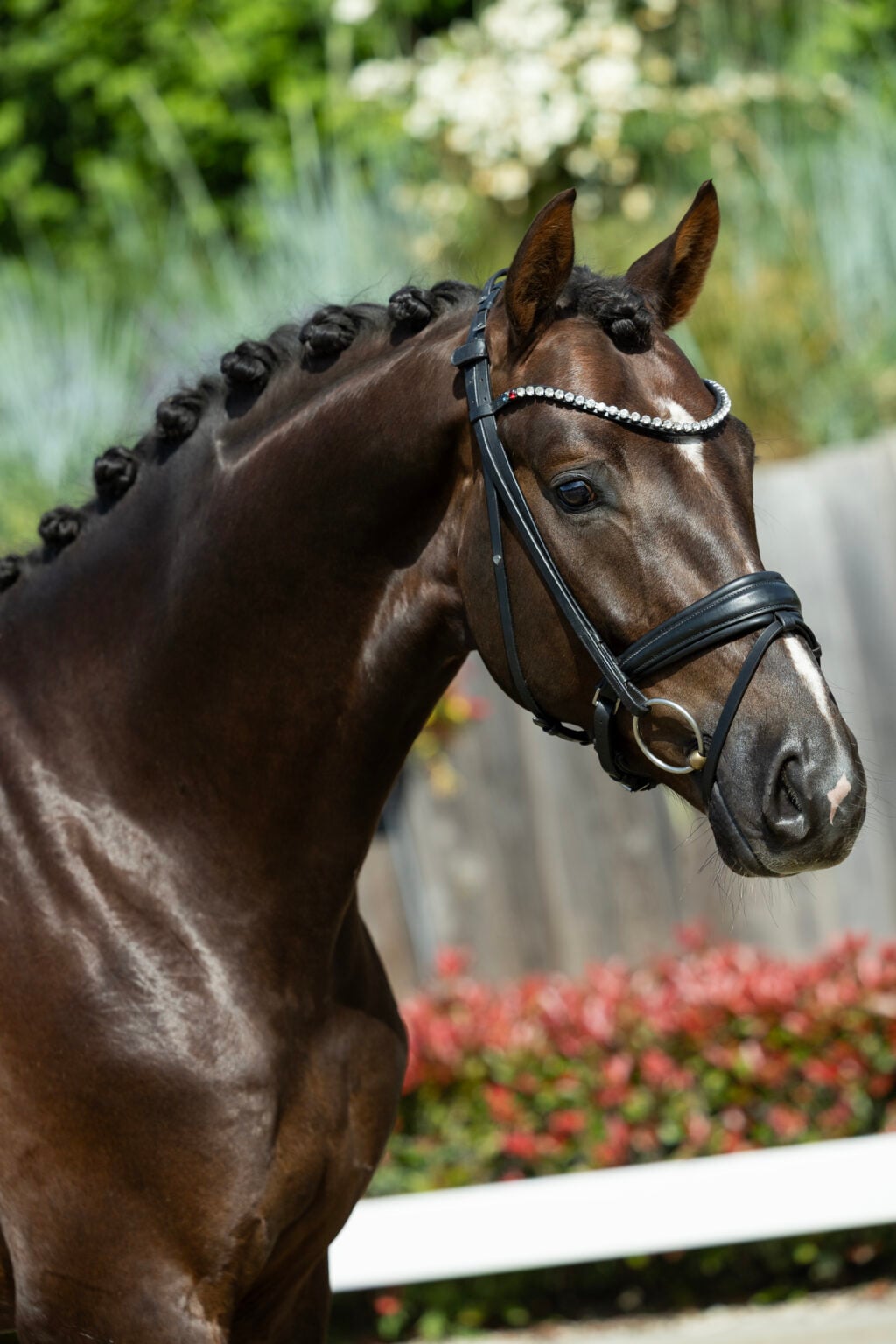 Dynamic Dream x Diamond Hit - Stallion, 167cm, 2023 - RD Horses For Sale